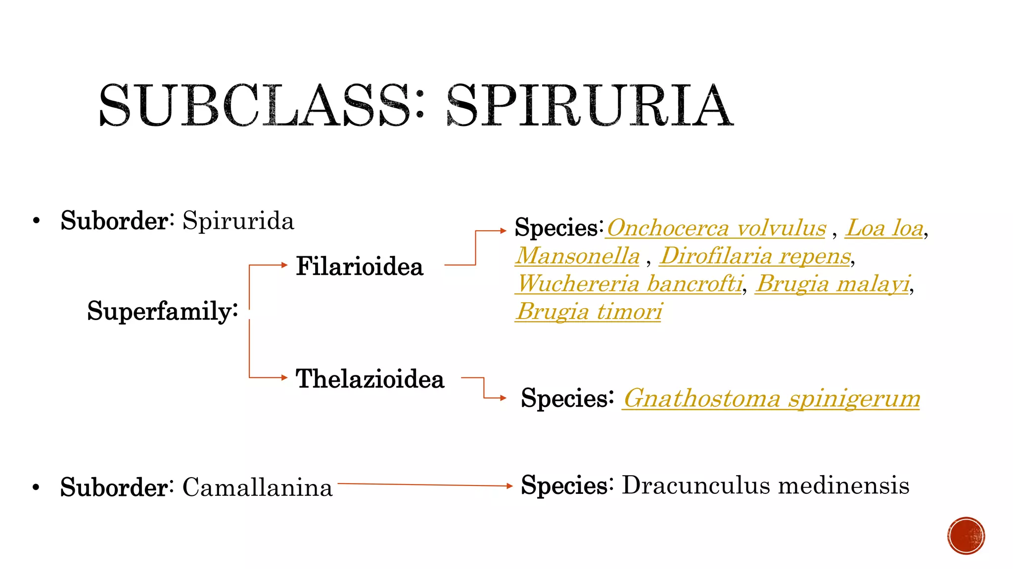 Introduction to Tissue Nematodes and Filarial Worms | PPTX