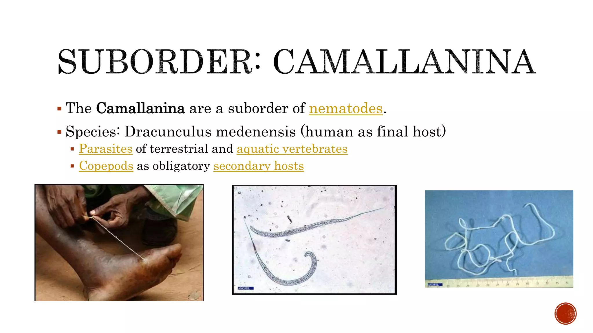 Introduction to Tissue Nematodes and Filarial Worms | PPTX