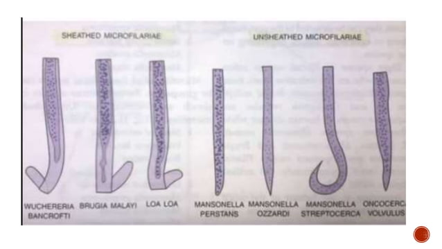 Introduction to Tissue Nematodes and Filarial Worms | PPTX