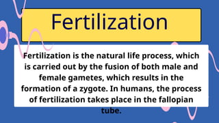 LAST-FINAL-the-process-of-Fertillization.-Copy (1).pptx