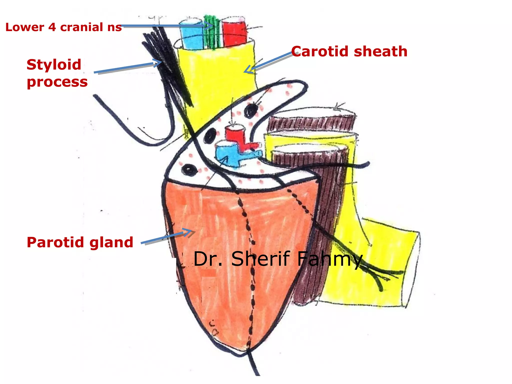 Last 4 Cranial Nerves (Anatomy of the Neck) | PPS