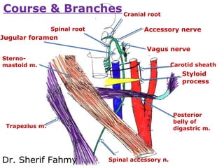 Last 4 Cranial Nerves (Anatomy of the Neck) | PPS