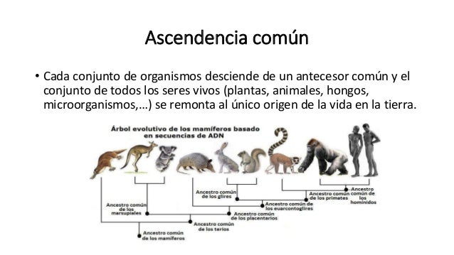 Descubre la Teoría de la Ascendencia Común: Orígenes de la Vida ...