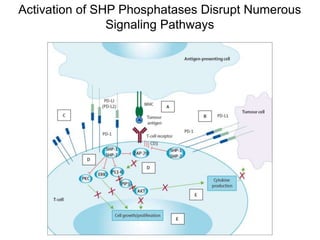 immunoregulation | PPTX