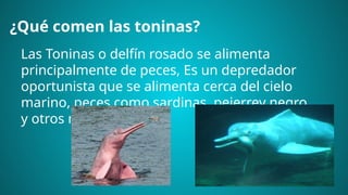 Las Toninas, especie en peligro de extinción en Venezuela | PPTX