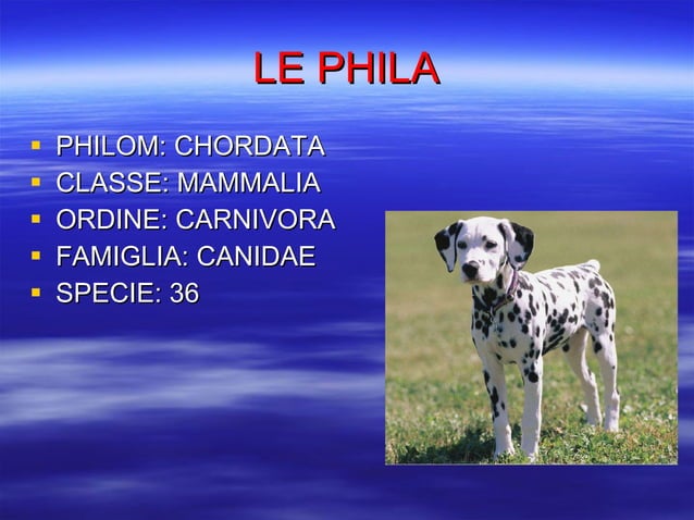 La storia del cane | PPT