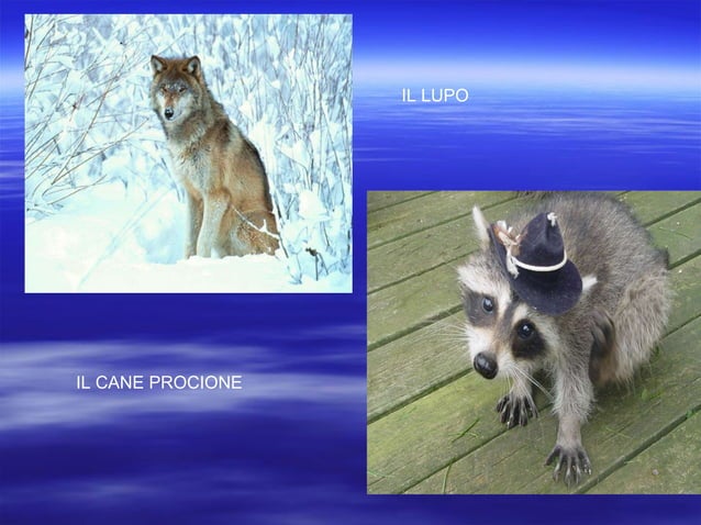 La storia del cane | PPT