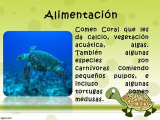 Las tortugas marinas | PPT
