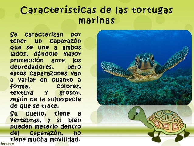Las tortugas marinas