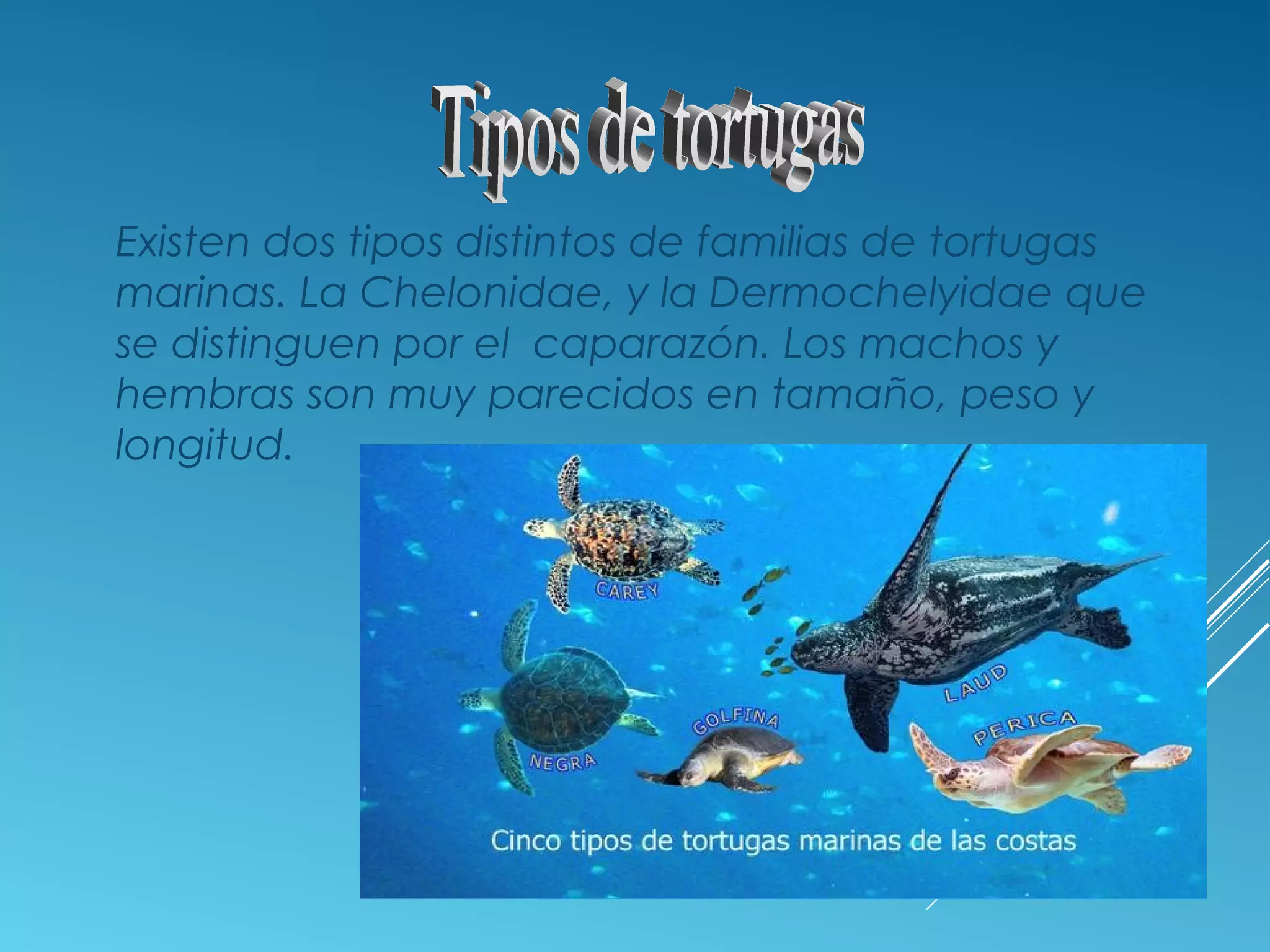 Las tortugas marinas | PPT