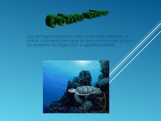 Las tortugas marinas | PPT