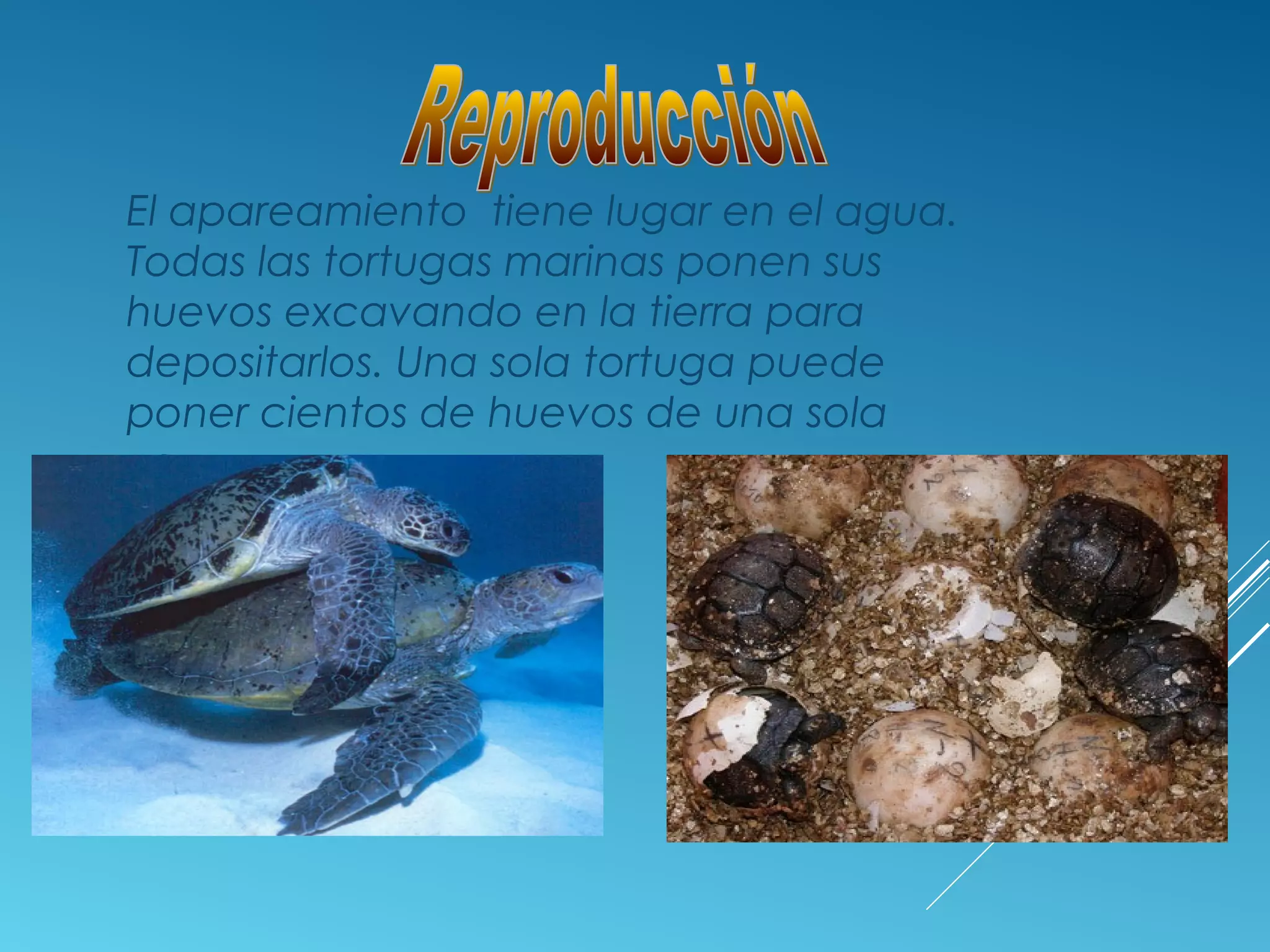 Las tortugas marinas | PPT