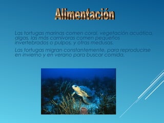 Las tortugas marinas | PPT