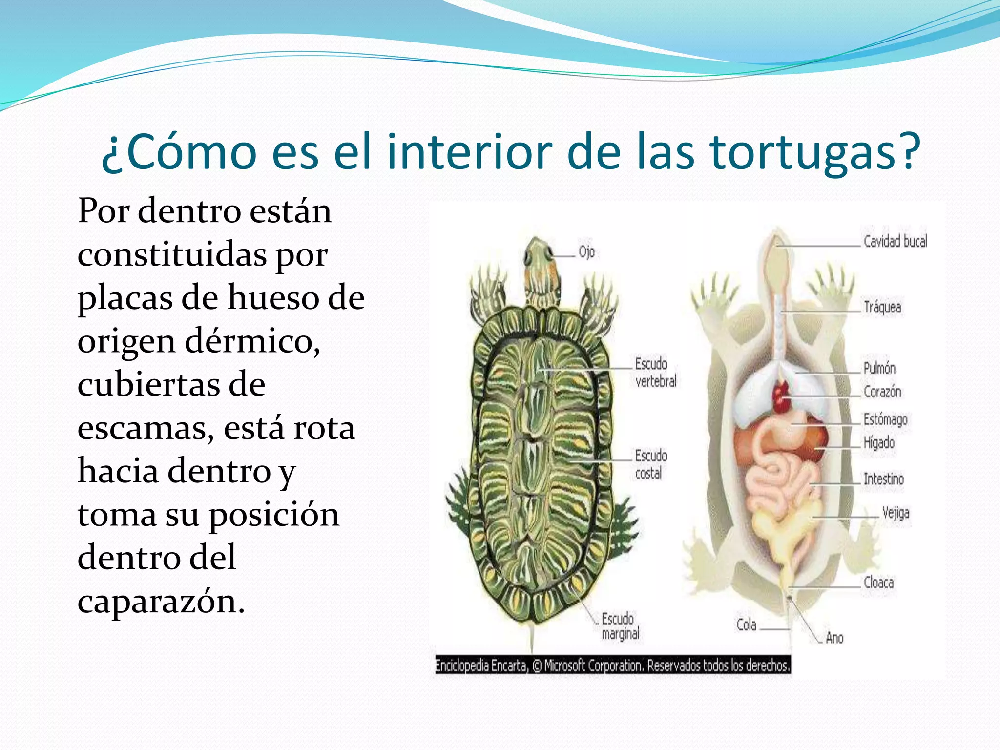 Tortugas marinas | PPT