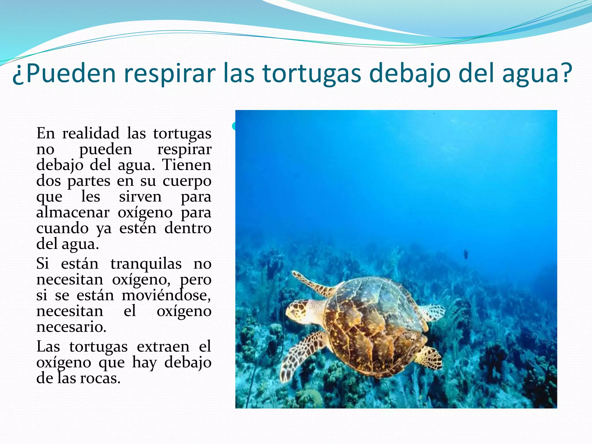 Tortugas marinas | PPT