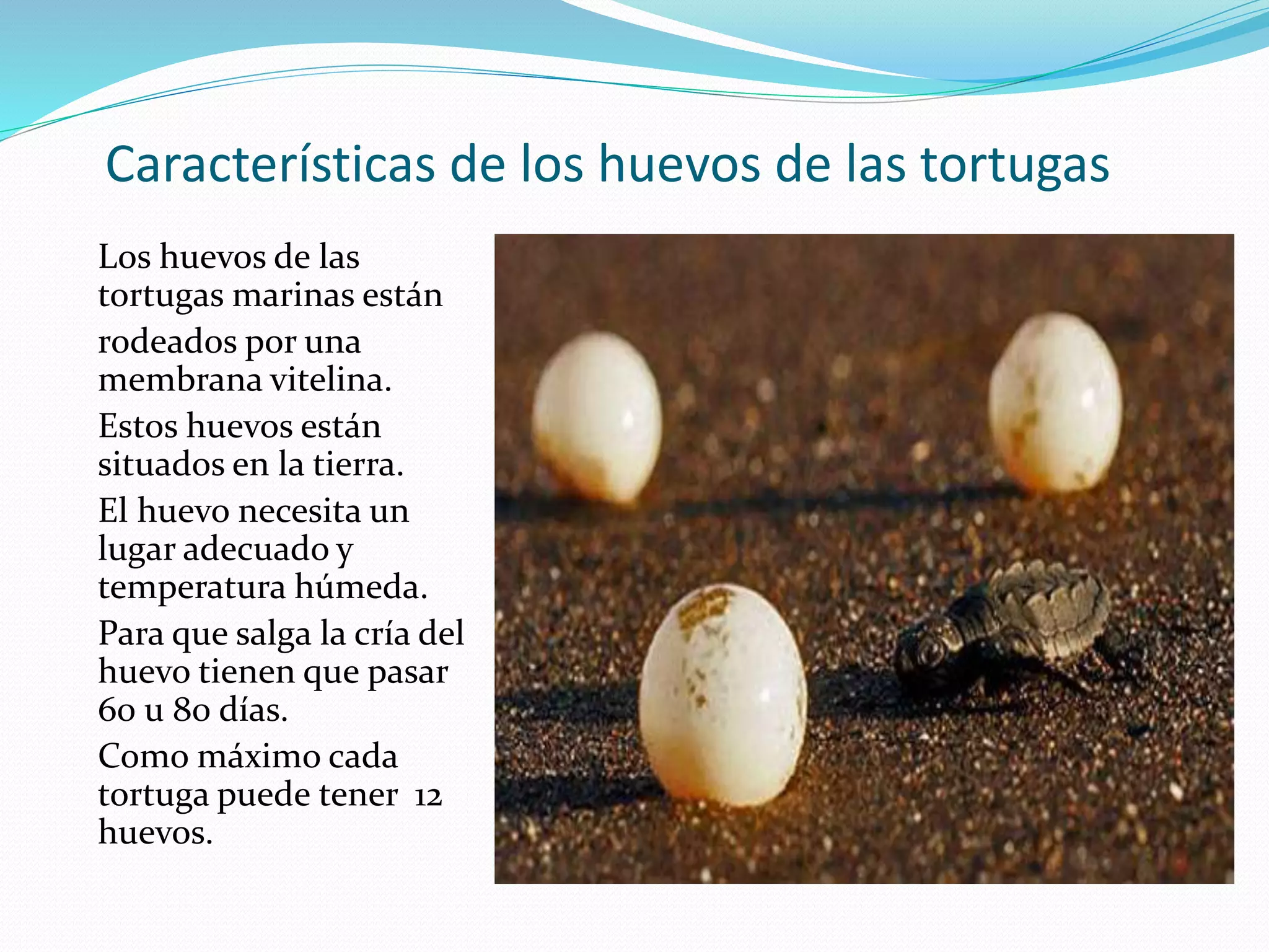 Tortugas marinas | PPT