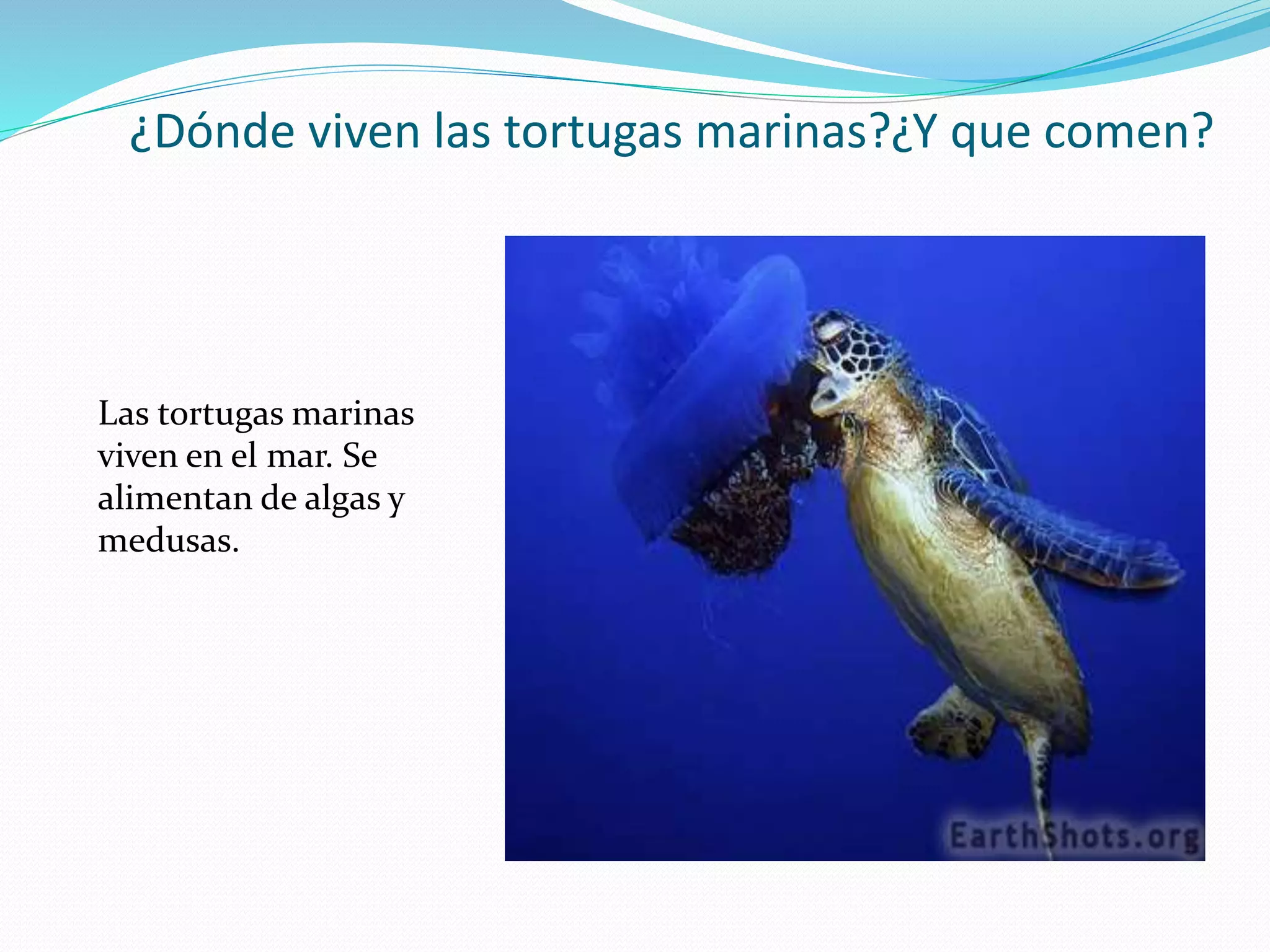Tortugas marinas | PPT