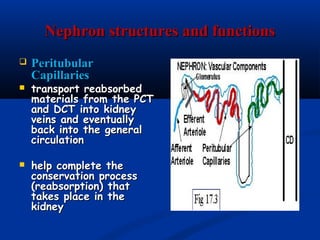 kidney anatomy | PPT