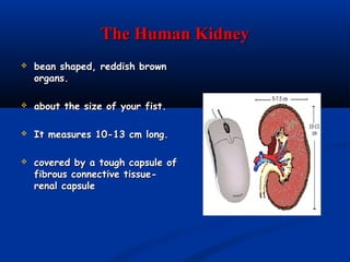 kidney anatomy | PPT