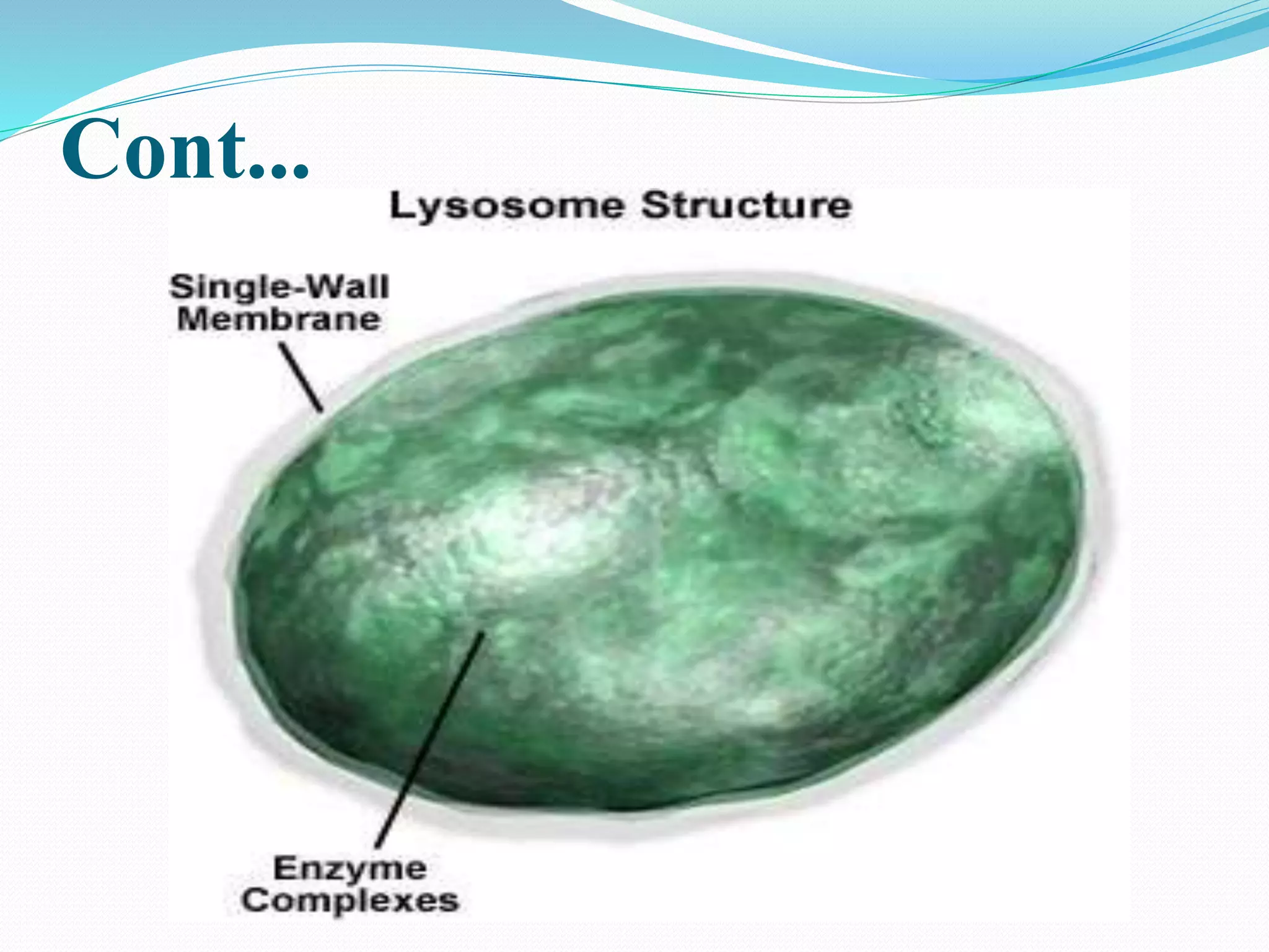 Lysosome | PPTX