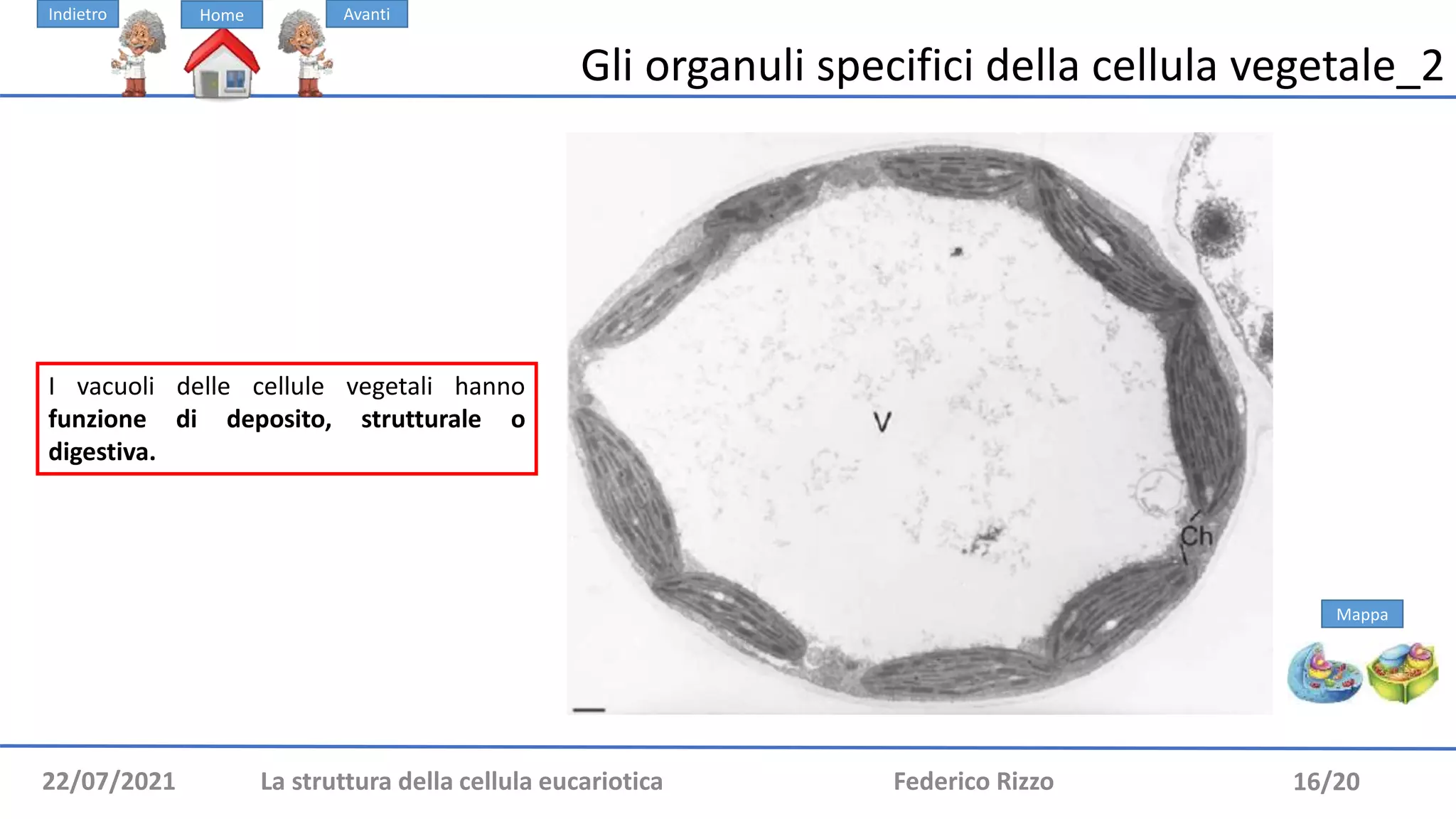 La struttura della cellula eucariotica | PPTX | Biological Sciences | Science