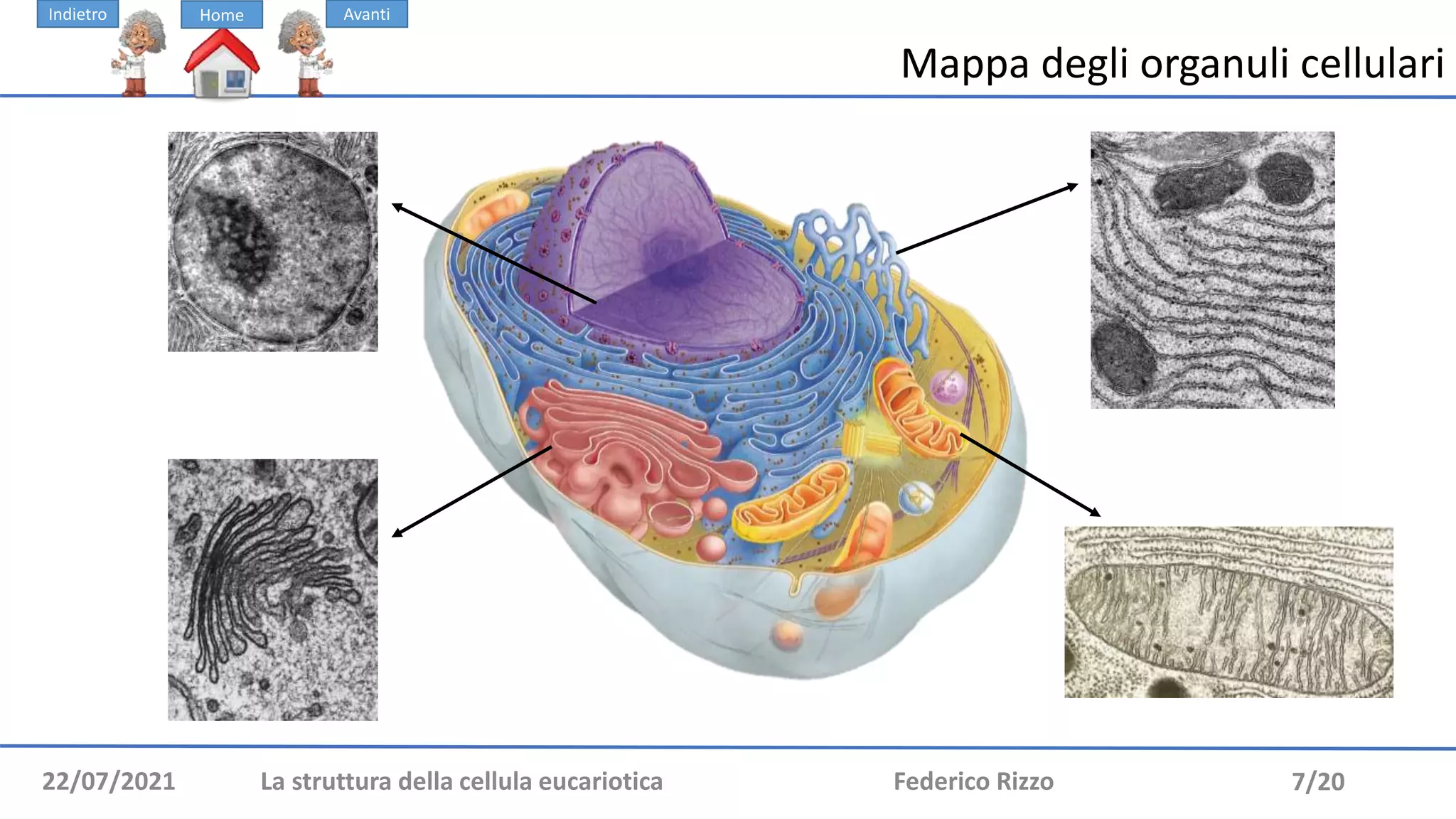 La struttura della cellula eucariotica | PPTX | Biological Sciences | Science