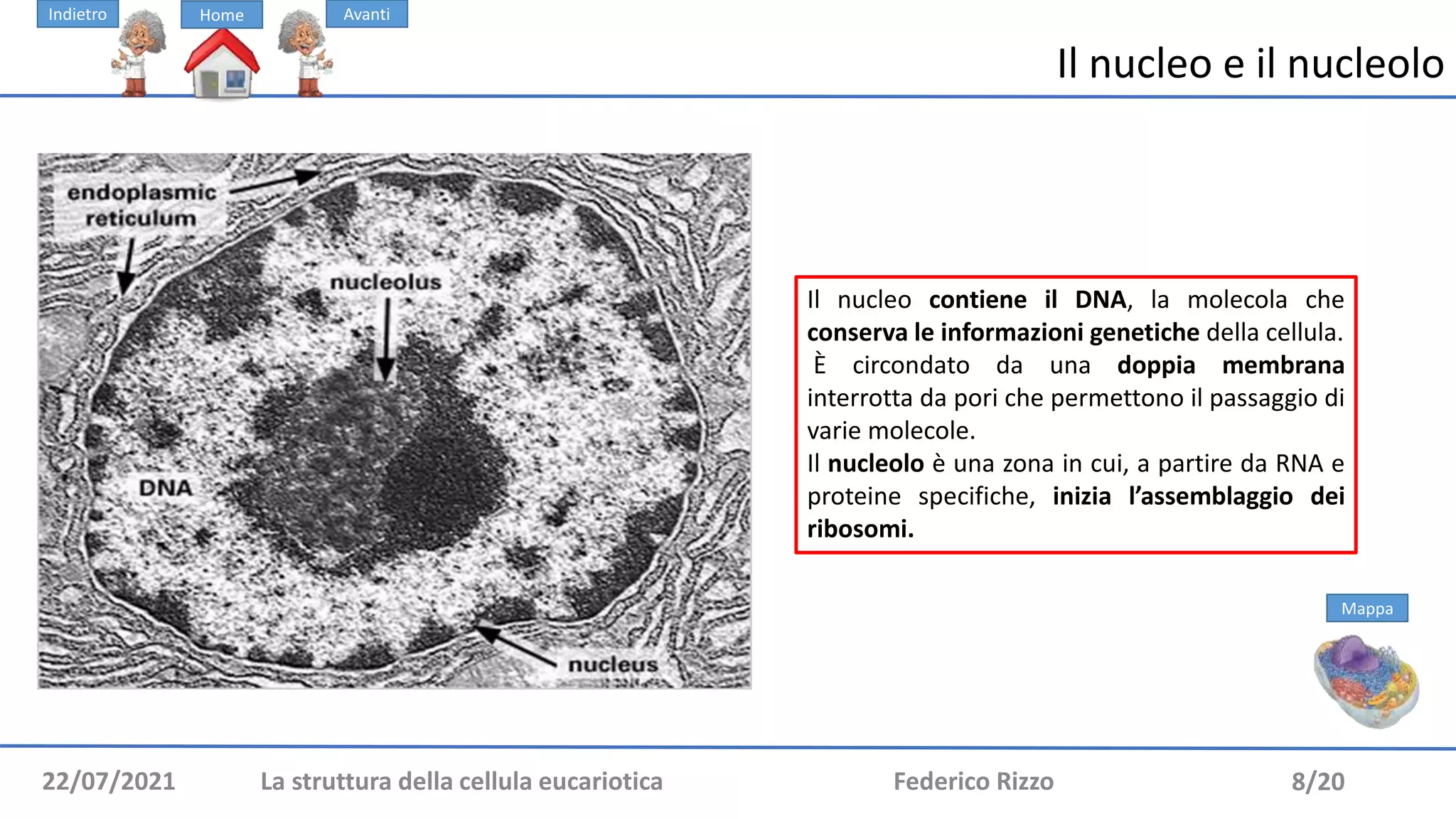 La struttura della cellula eucariotica | PPTX | Biological Sciences | Science