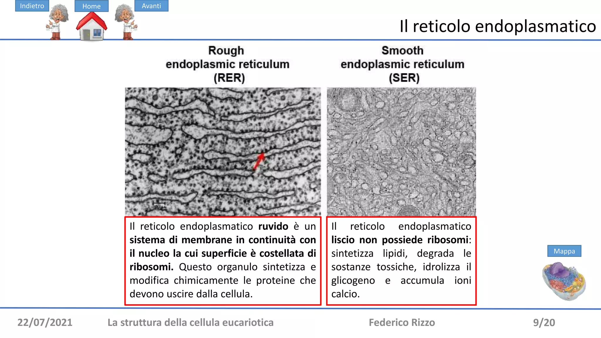La struttura della cellula eucariotica | PPTX | Biological Sciences | Science