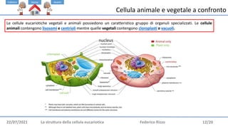 La struttura della cellula eucariotica | PPTX | Biological Sciences | Science