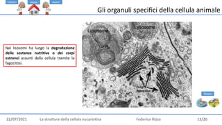 La struttura della cellula eucariotica | PPTX | Biological Sciences | Science