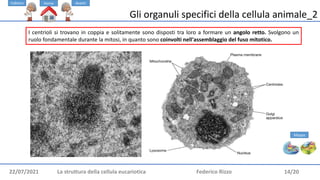 La struttura della cellula eucariotica | PPTX | Biological Sciences | Science