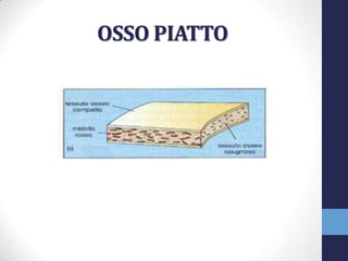 La struttura delle ossa | PPTX