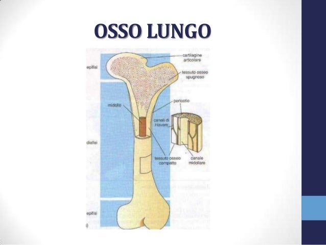 La struttura delle ossa