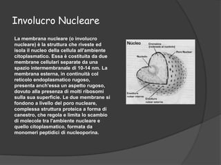 La struttura di nucleo | PPTX