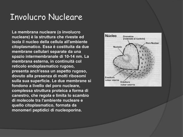La struttura di nucleo | PPT