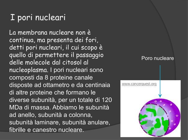 La struttura di nucleo | PPT