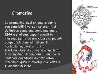 La struttura di nucleo | PPTX