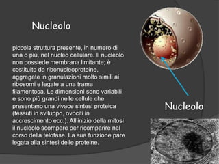 La struttura di nucleo | PPT