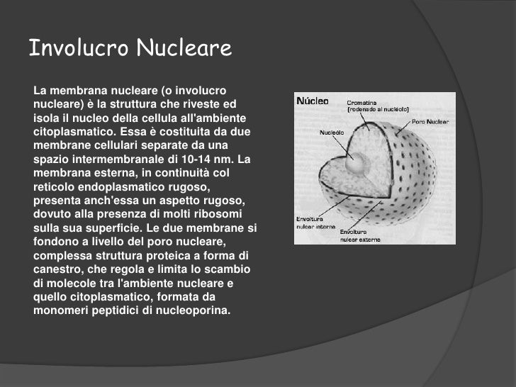 La struttura di nucleo