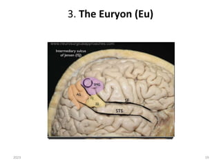 last update craniometric point of surgical importance.ppsx