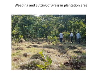 Vivek Tree Plantation and Adoption | PPTX