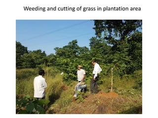 Vivek Tree Plantation and Adoption | PPTX