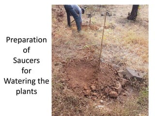 Vivek Tree Plantation and Adoption | PPTX