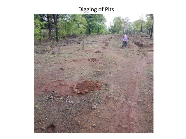 Vivek Tree Plantation and Adoption | PPTX