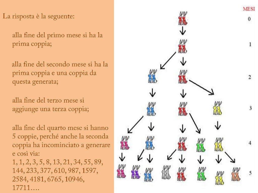 La successione di Fibonacci e la proporzione aurea