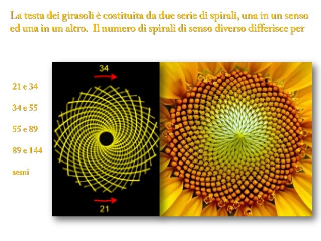 La successione di Fibonacci e la proporzione aurea