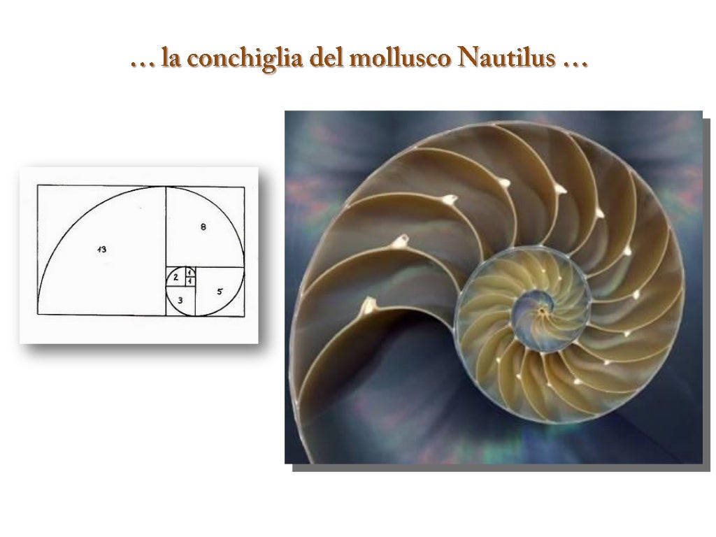 La successione di Fibonacci e la proporzione aurea