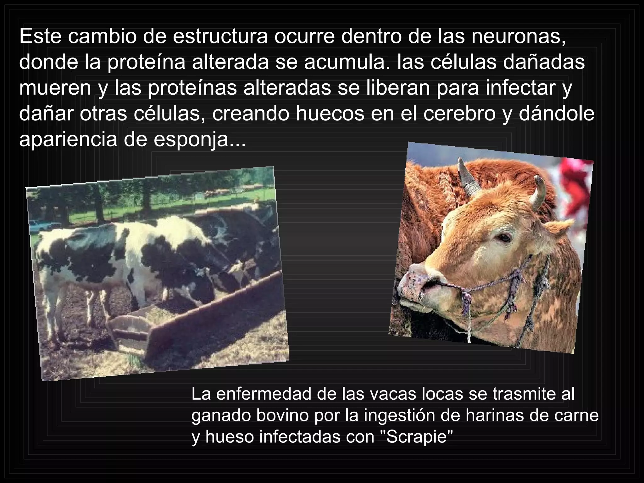 Enfermedad de las Vacas Locas | PPT