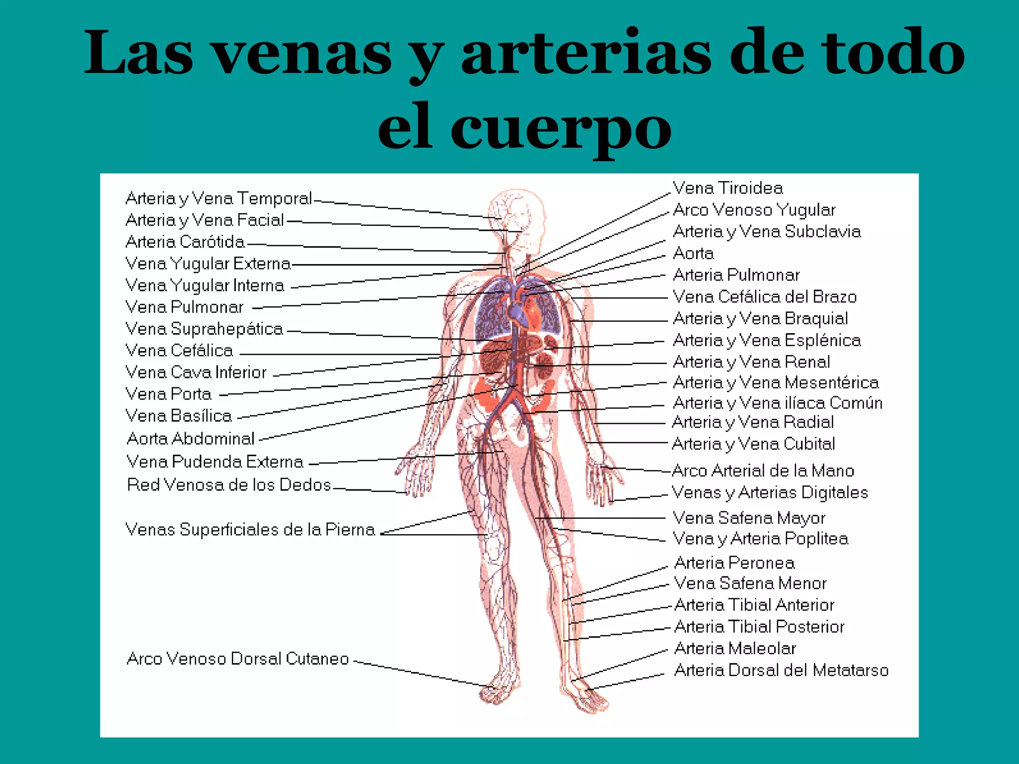 Las venas y arterias de el cuerpo humano | PPT