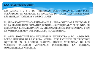 Las zonas del cerebro 1 2-3 por liliana guaman | PPTX